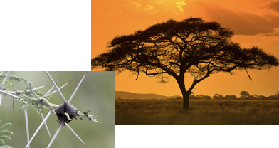 The Tabernacle, Part 9 — The Bronze Altar | Dr. M. DeWayne Anderson